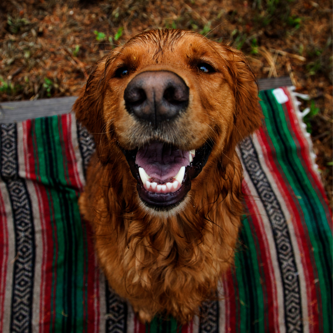 The Secret to Handling a Hungry Dog – wolfworthy