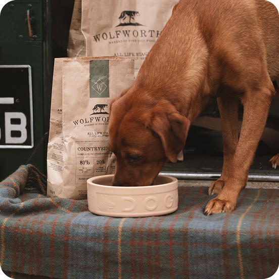New Dog Timeline: The First 2 Months (A Calm Week-by-Week Plan ...